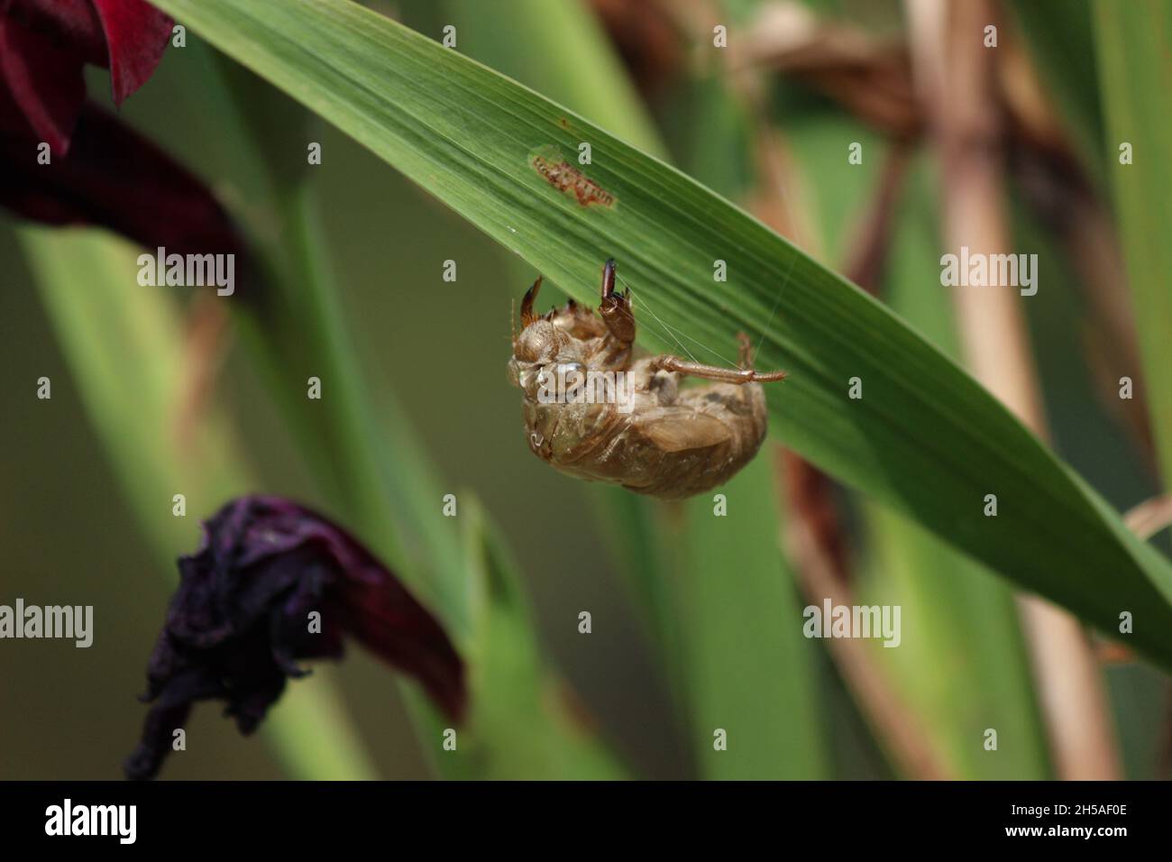 Cicada Insect Shell in Outdoor Garden after Shedding Stock Photo - Alamy