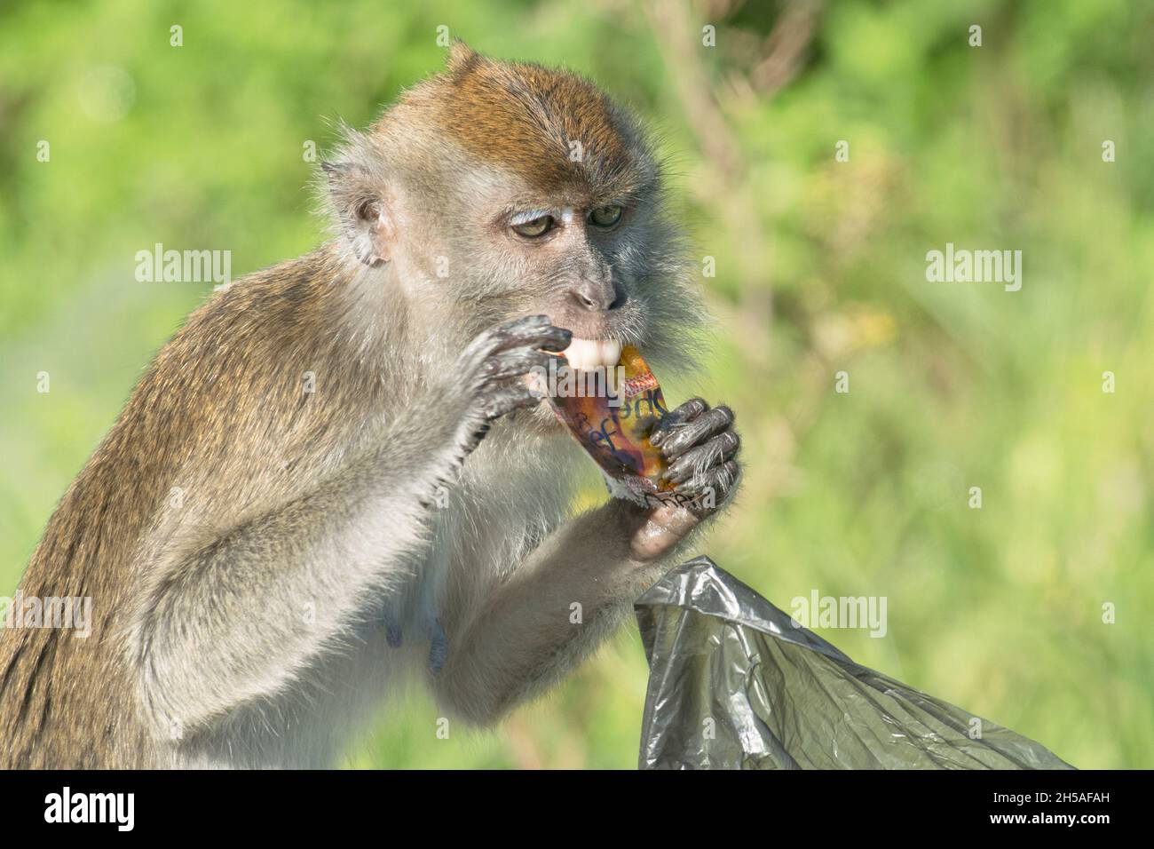 Human plastic waste hi-res stock photography and images - Alamy