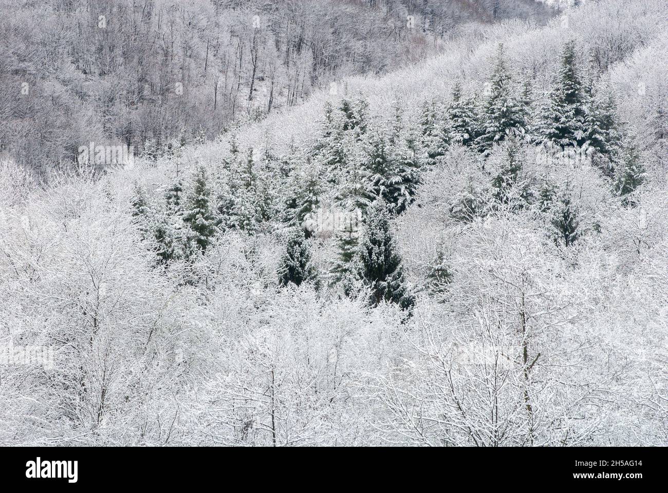 Rime ice and snow on the branches of trees in the forest Stock Photo ...