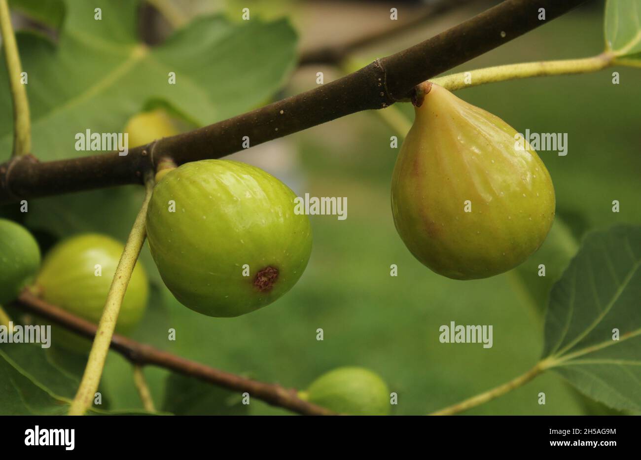 Kadota fig tree hi-res stock photography and images - Alamy