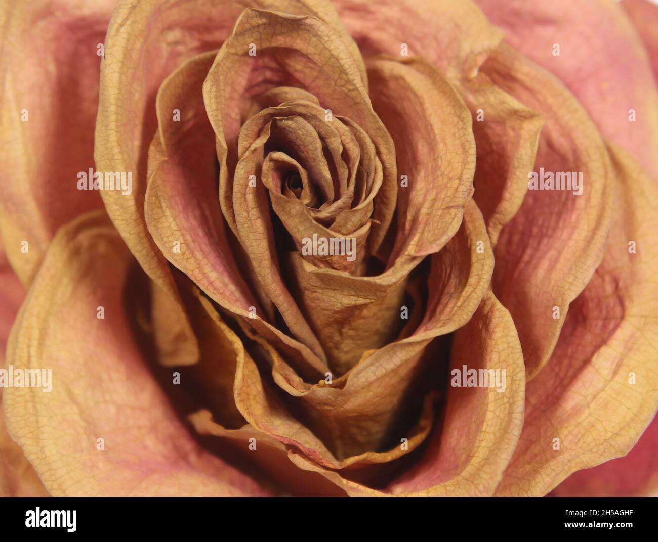 Dried Pink Two Tone Rose Close up Stock Photo - Alamy