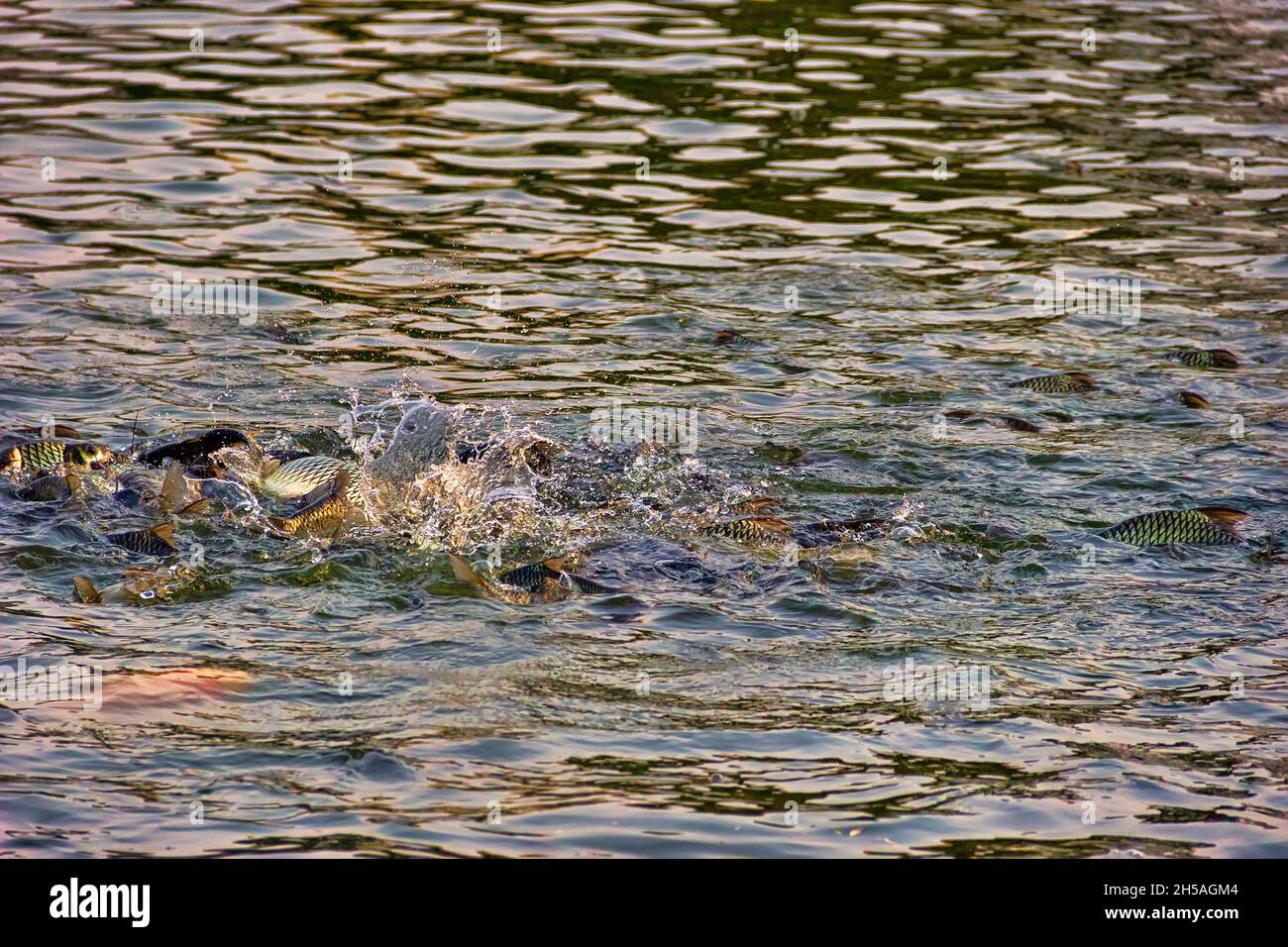 Chinese carp (Ctenopharyngodon idella) are bred in the ponds of ...