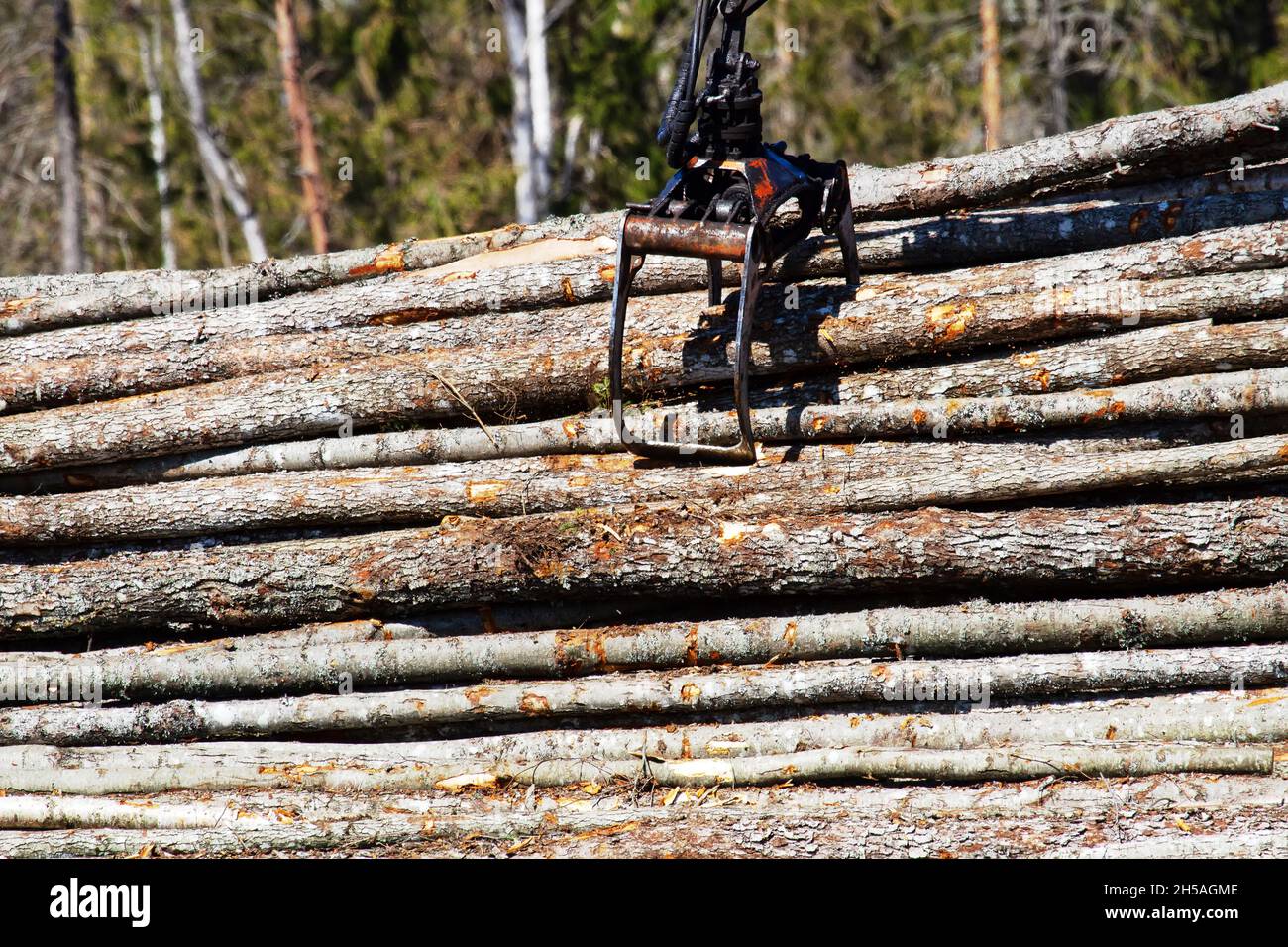 Forest industry. Operations for loading-unloading logging truck at ...