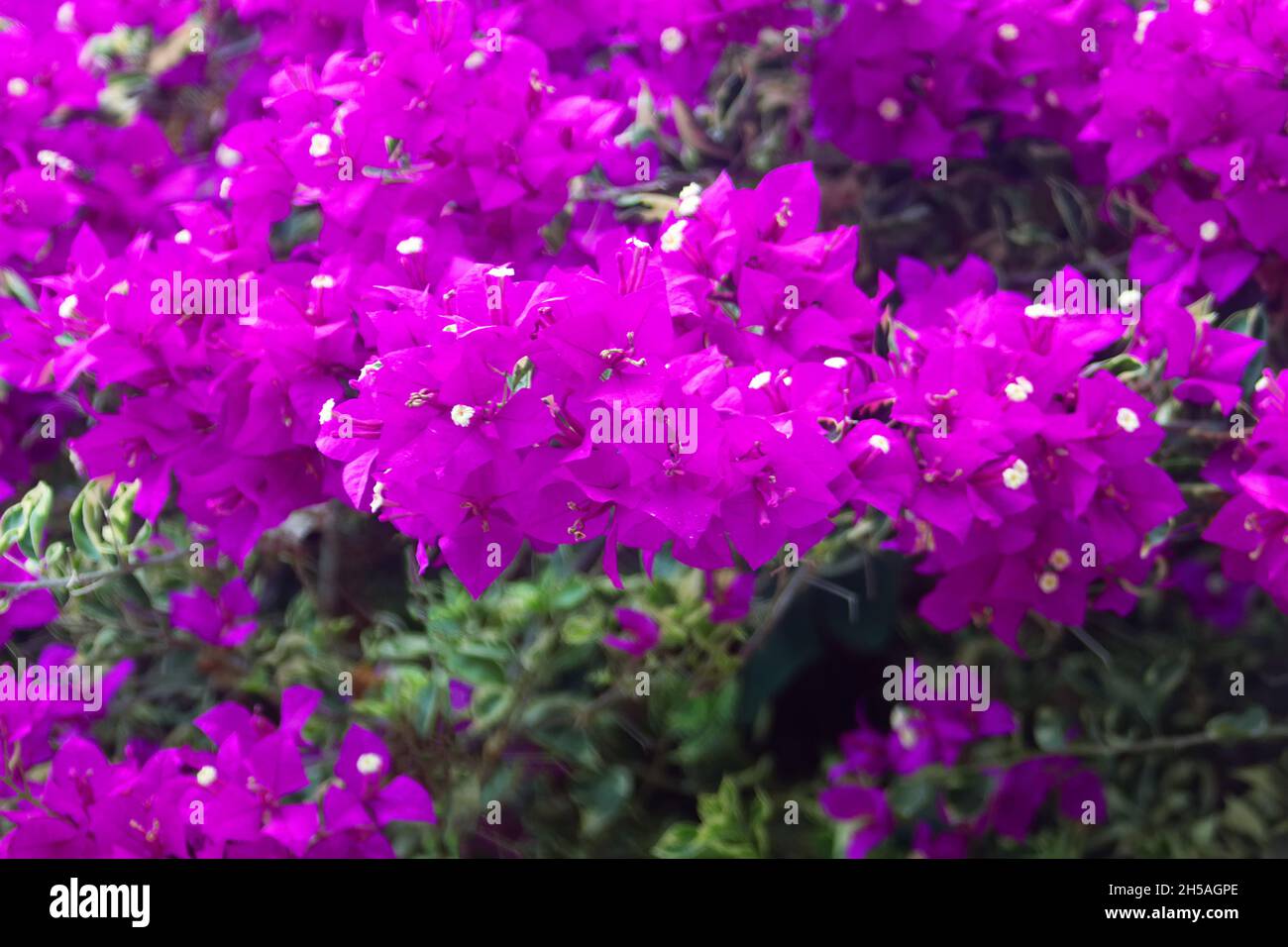 Red flowers (purple bracts) of bougainvillea the upper part of a large ...