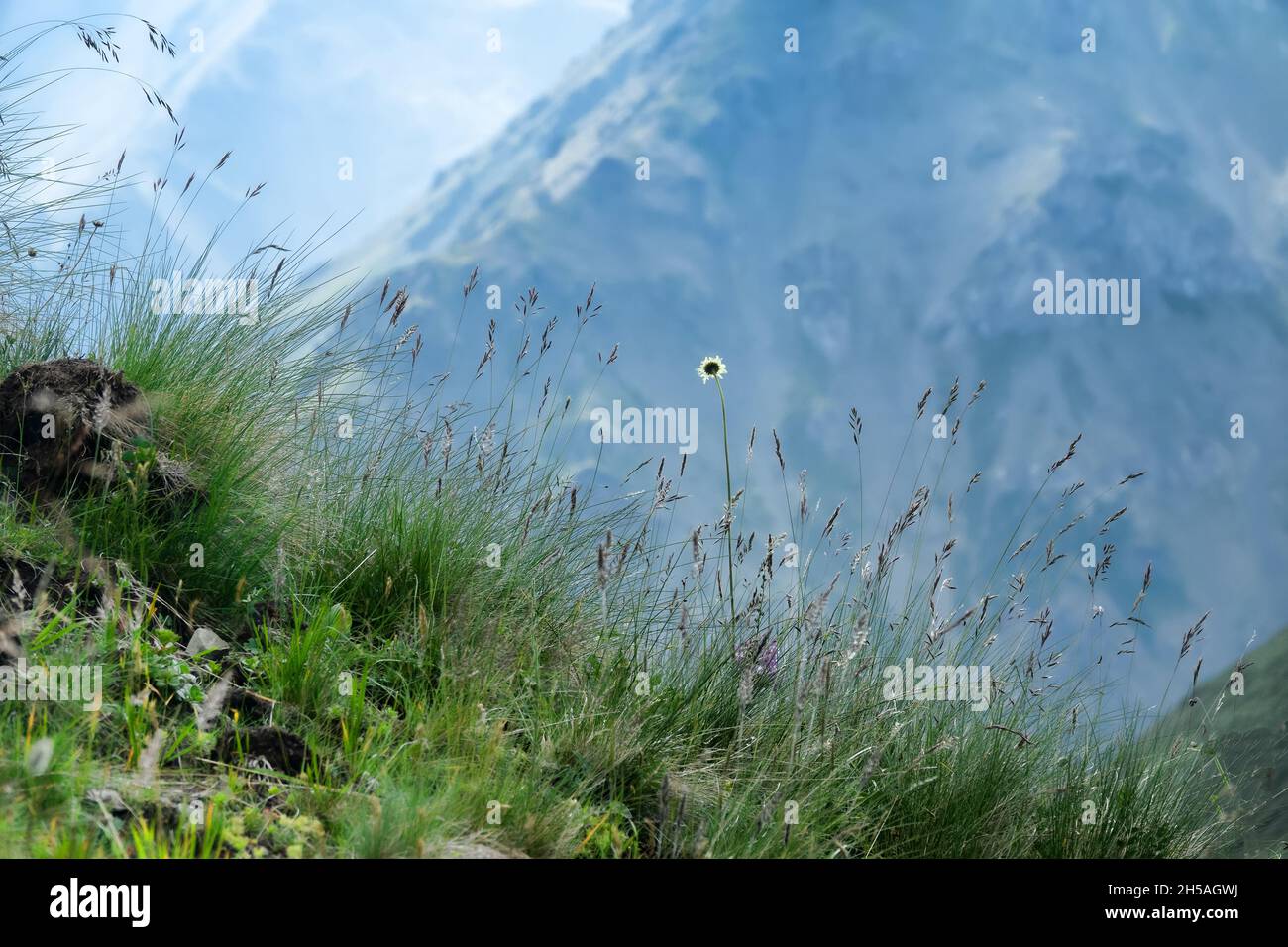 Agrostology . Dry upland meadow, grasslands with views of the steep ...