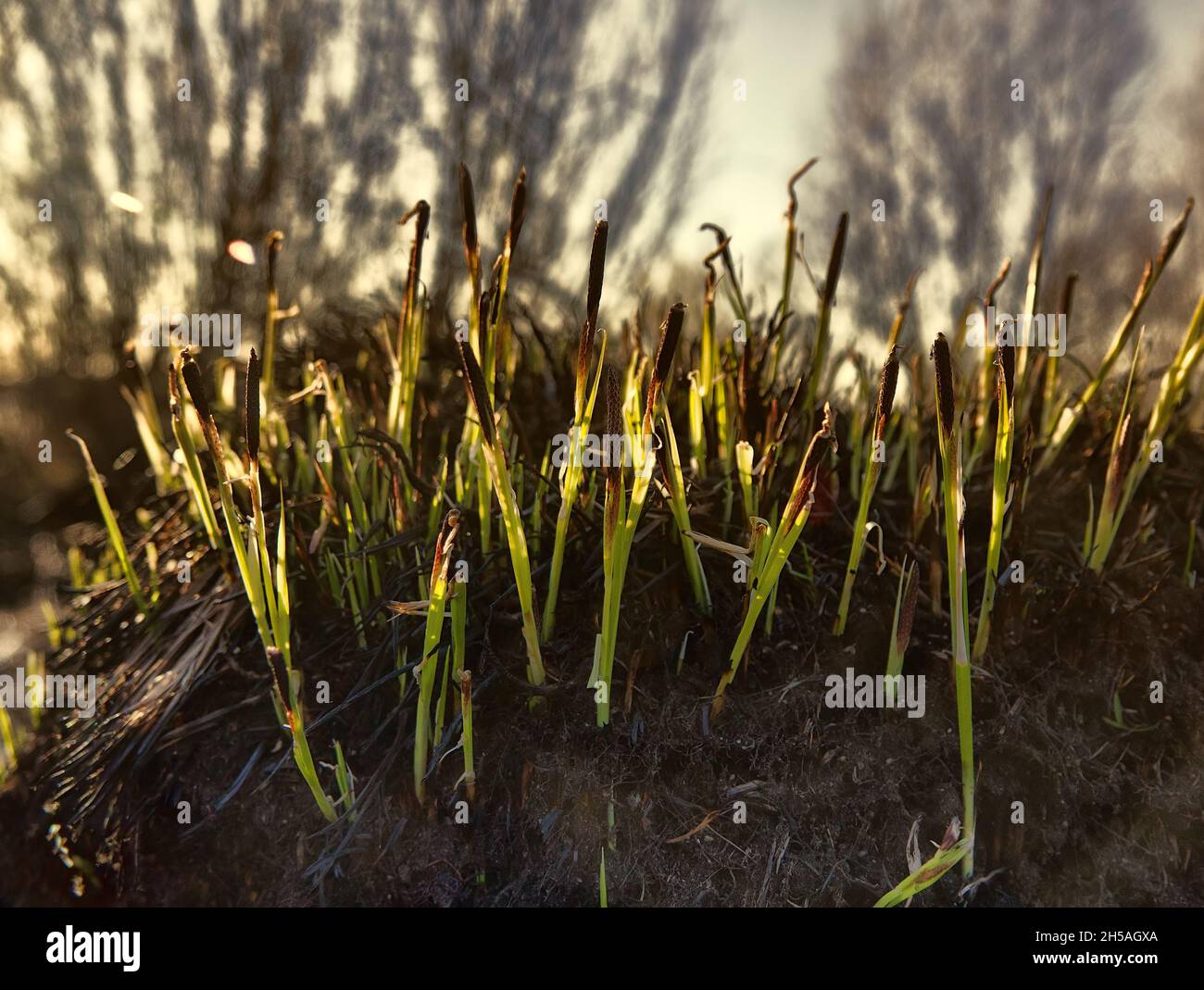 Grassland fire. Burnt grass sprouts after the spring fall (hayfields ...