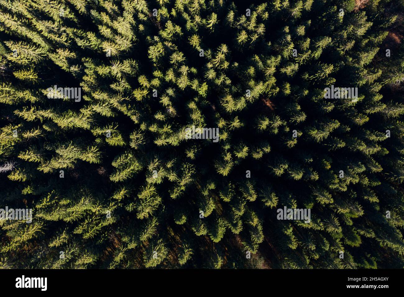 Aerial view of evergreen forest. Above view of canopy of green pine ...