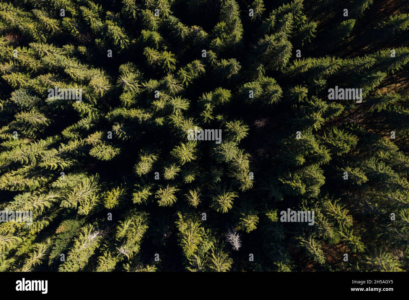 Aerial view of evergreen forest. Above view of canopy of green pine trees Stock Photo - Alamy