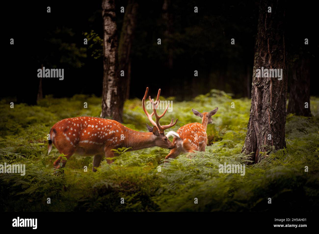 Two young deer standing among birch trees and paparotniks Stock Photo ...