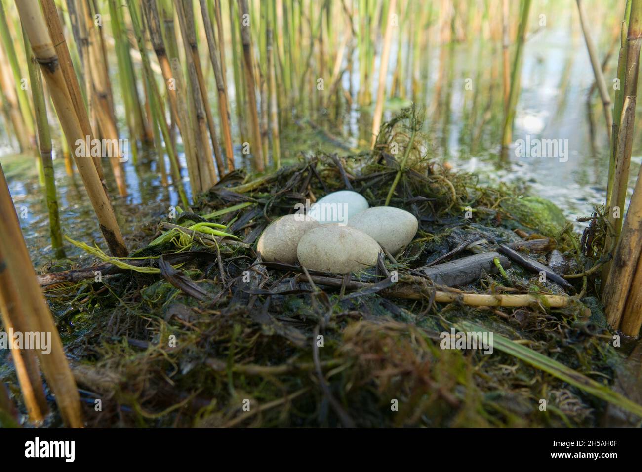 Bird's Nest Guide. Nidology. Slavonian grebe (Podiceps auritus ...
