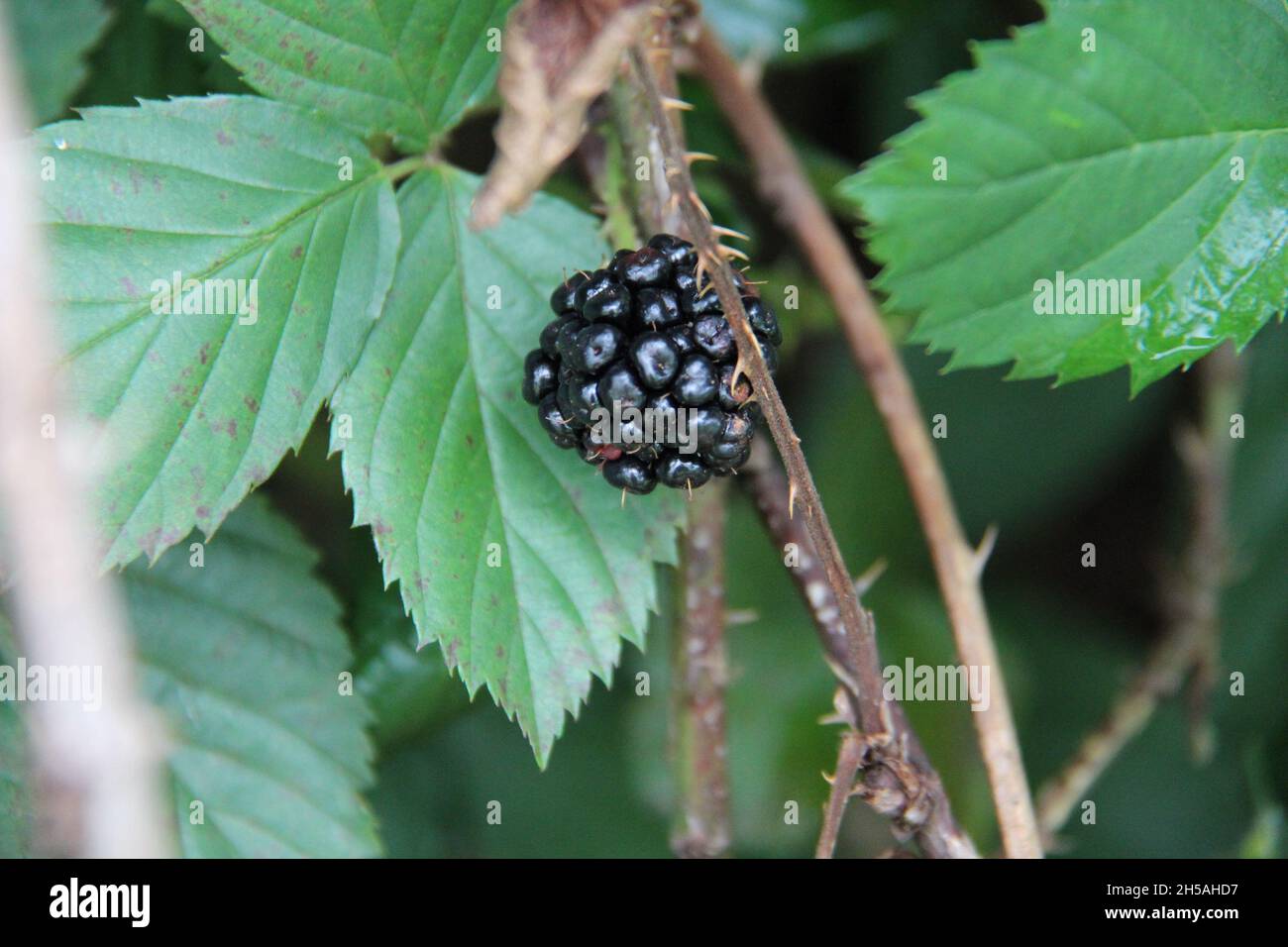 Blackberry planting hi-res stock photography and images - Alamy