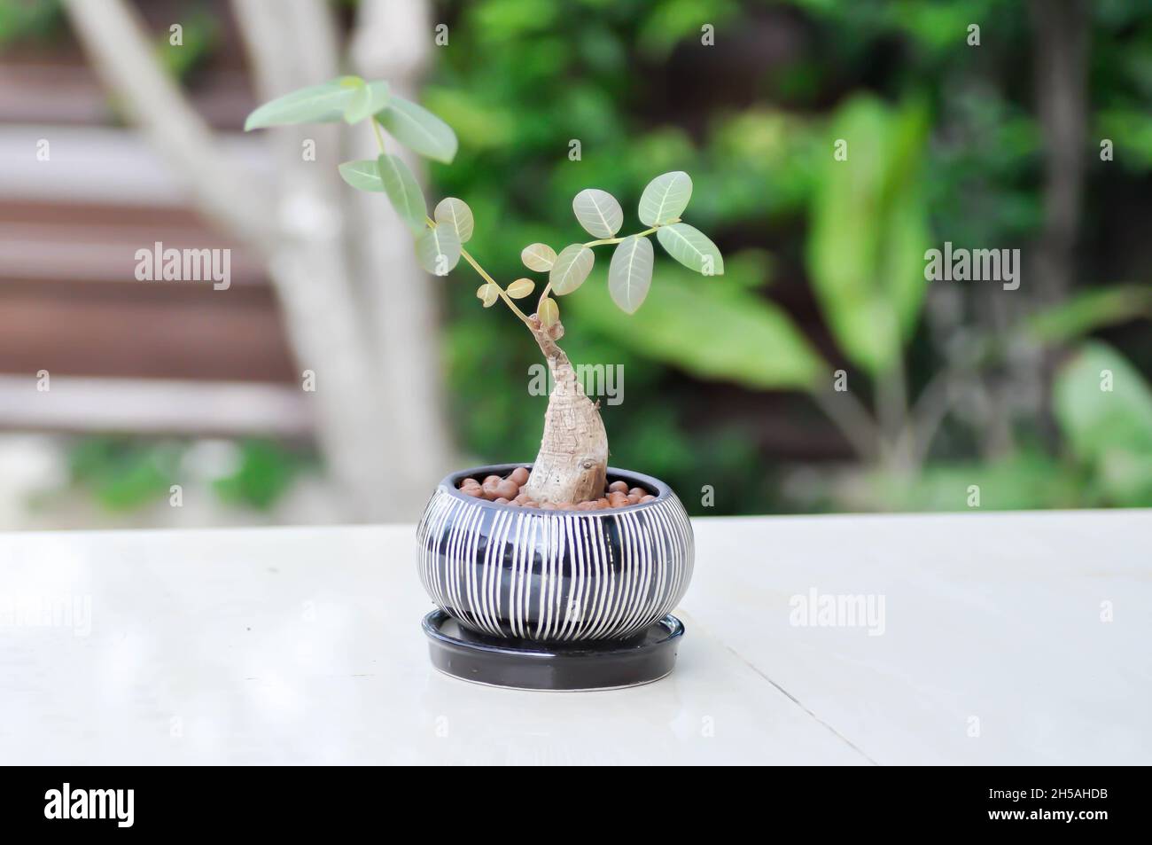 Phyllanthaceae hi-res stock photography and images - Alamy