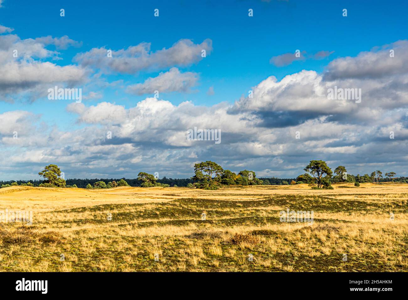 In the Hoge Veluwe National Park: endless expanses and smart bike paths ...