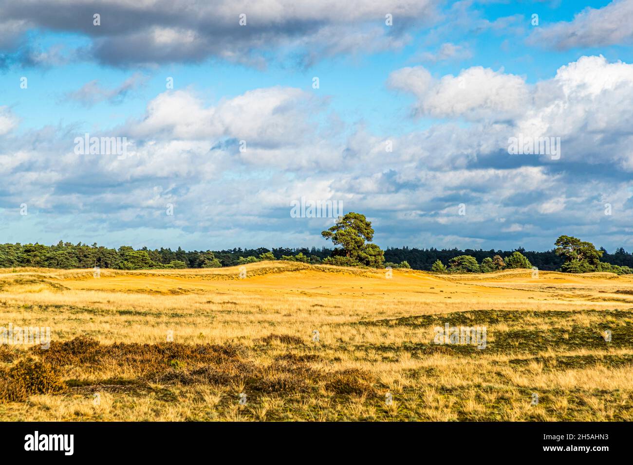 In the Hoge Veluwe National Park: endless expanses and smart bike paths ...