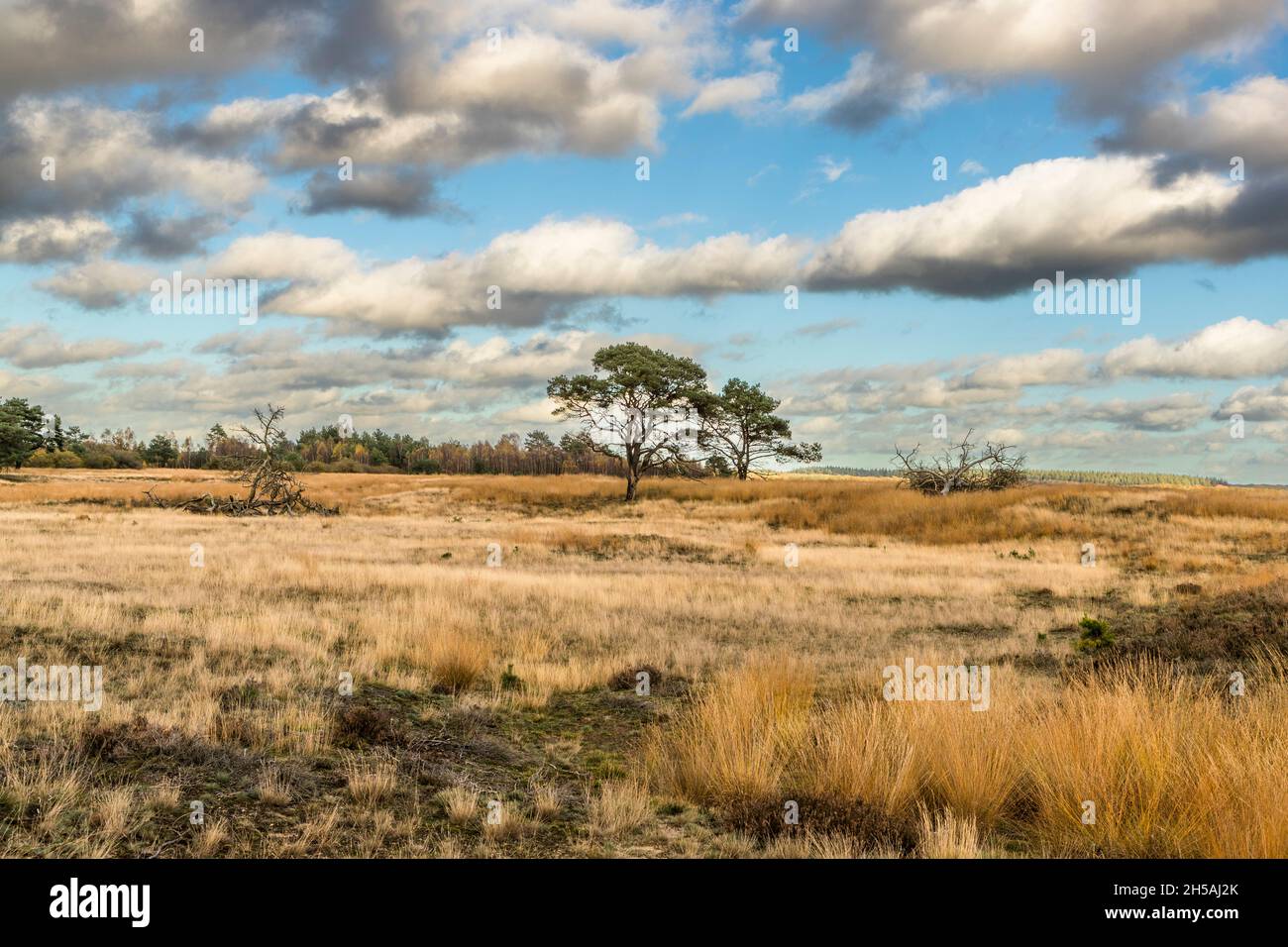 In the Hoge Veluwe National Park: endless expanses and smart bike paths ...
