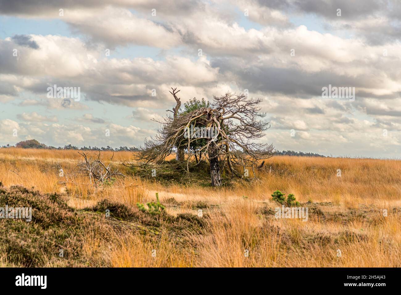 In the Hoge Veluwe National Park: endless expanses and smart bike paths ...
