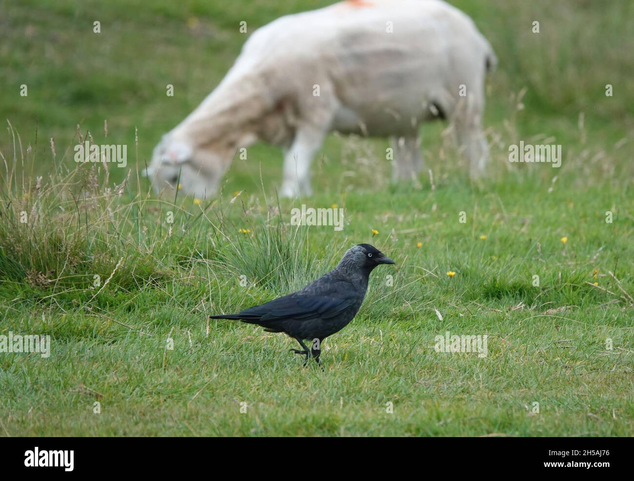 Cute little jackdaw on bright green grass in the countryside in front ...