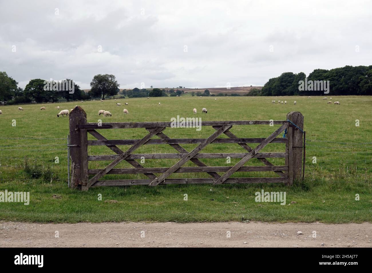 Old wooden gate in front of a sheep farm with sheep grazing in the ...