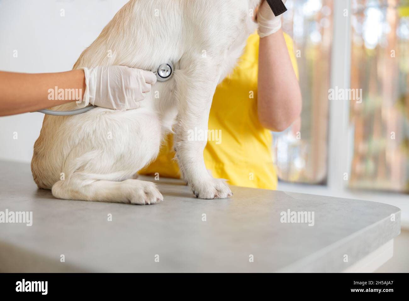 Photo of routine examination of dog at doctor office Stock Photo - Alamy