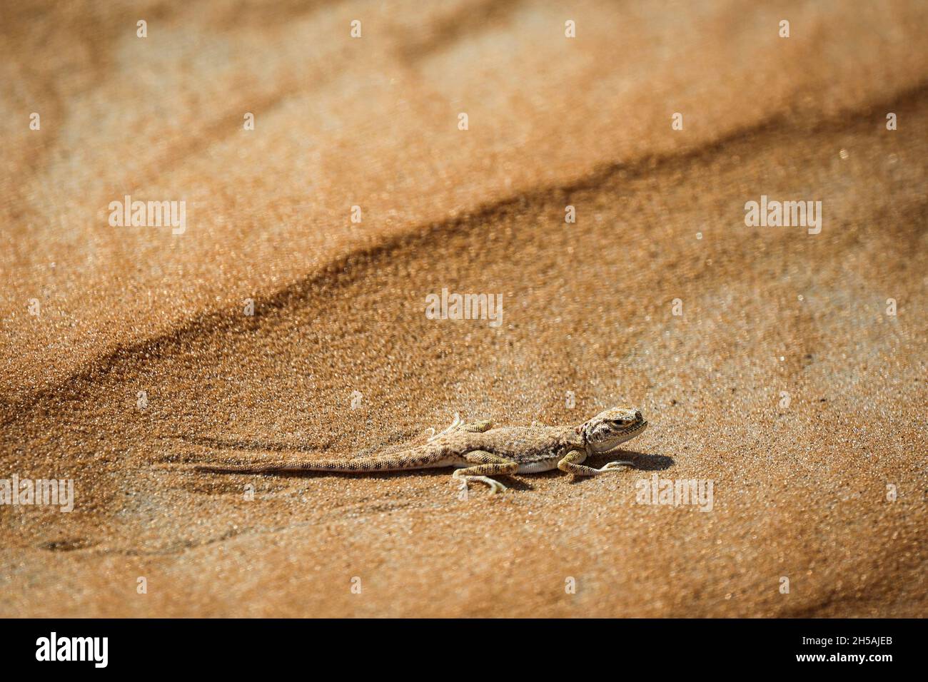 Abu Dhabi, UAE. 08th Nov, 2021. Lezard, gecko during Stage 2 ADNOV ...
