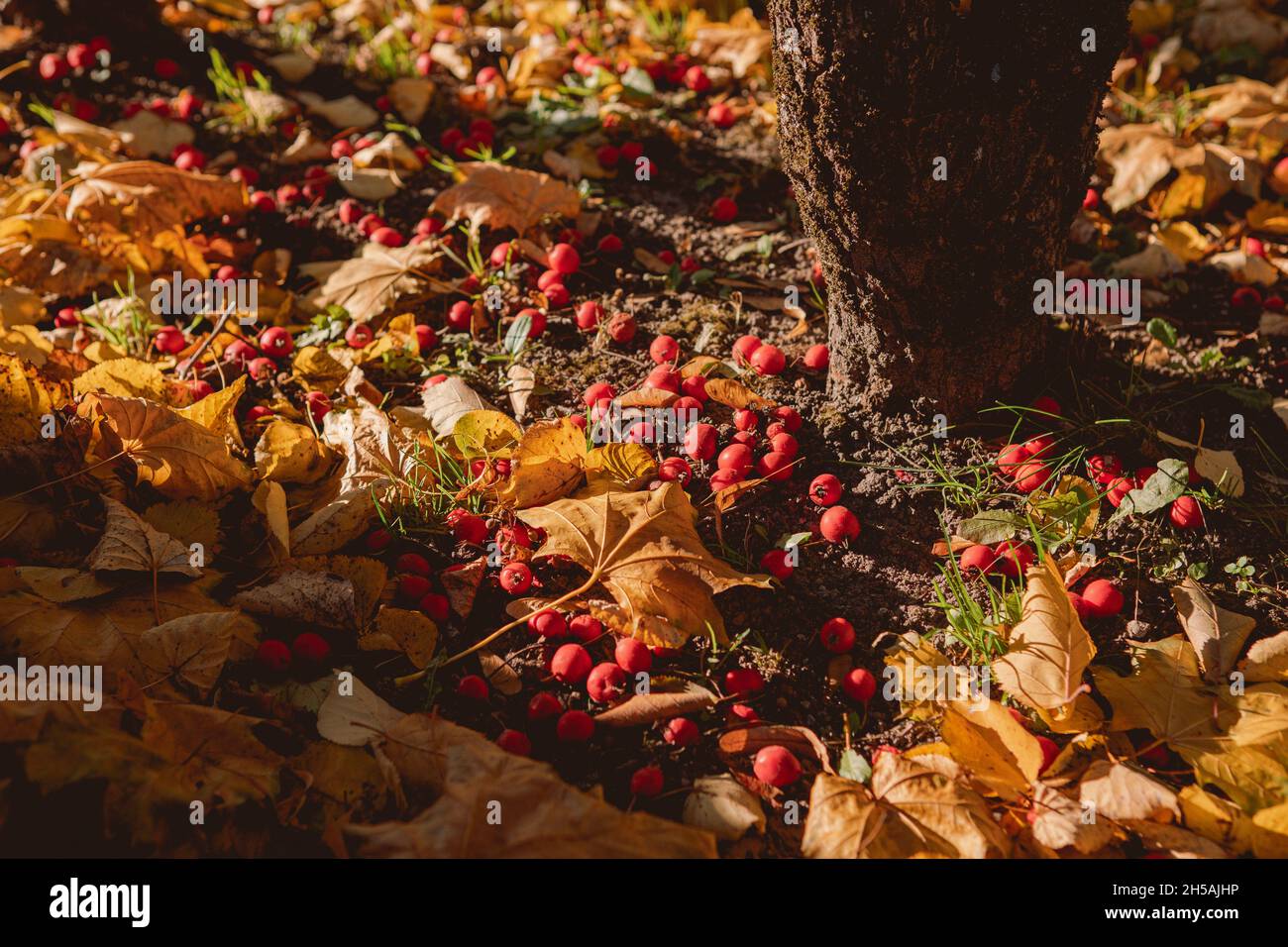 Mayhaw tree hi-res stock photography and images - Alamy