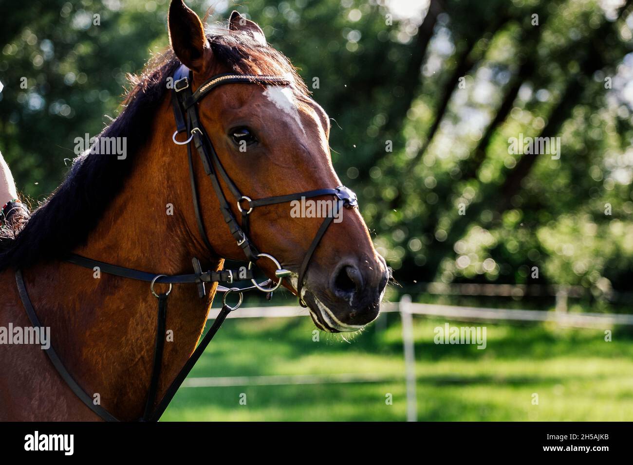 Brown horse on the farm Stock Photo - Alamy