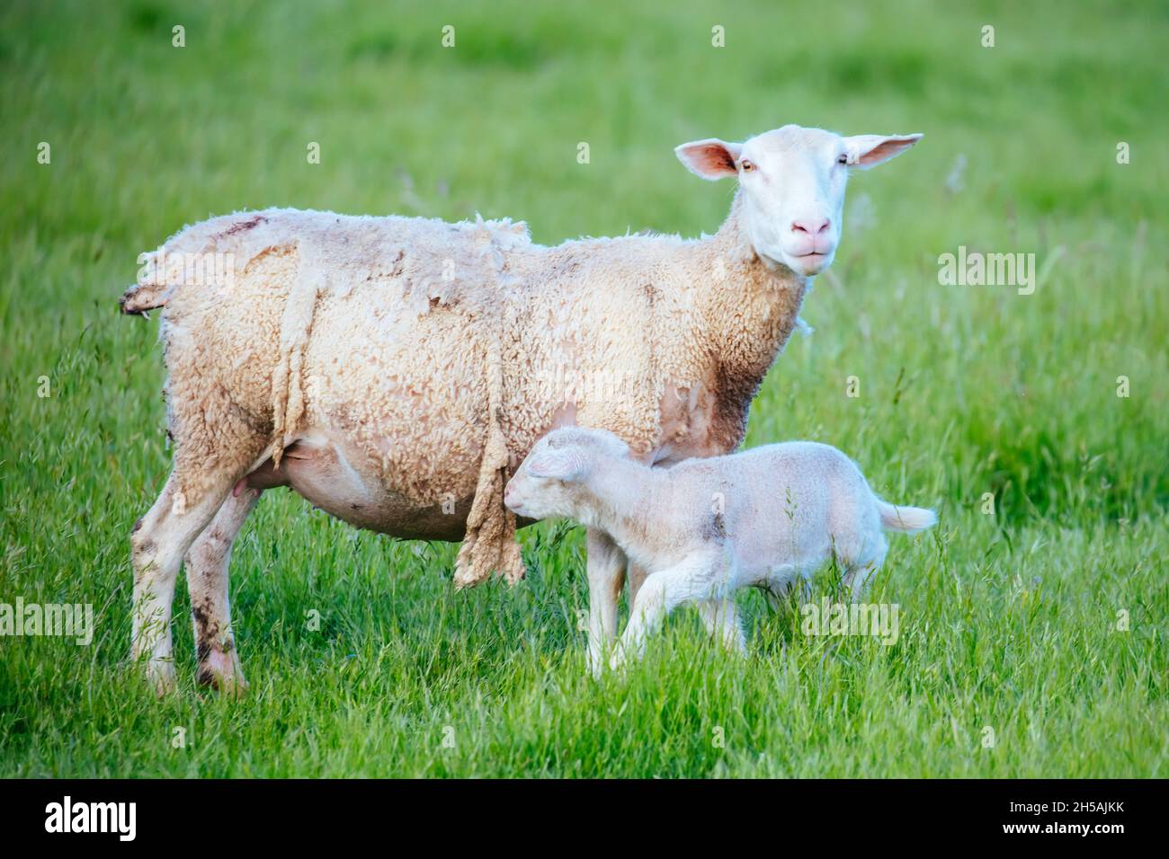 Family of Sheep in Australia Stock Photo - Alamy