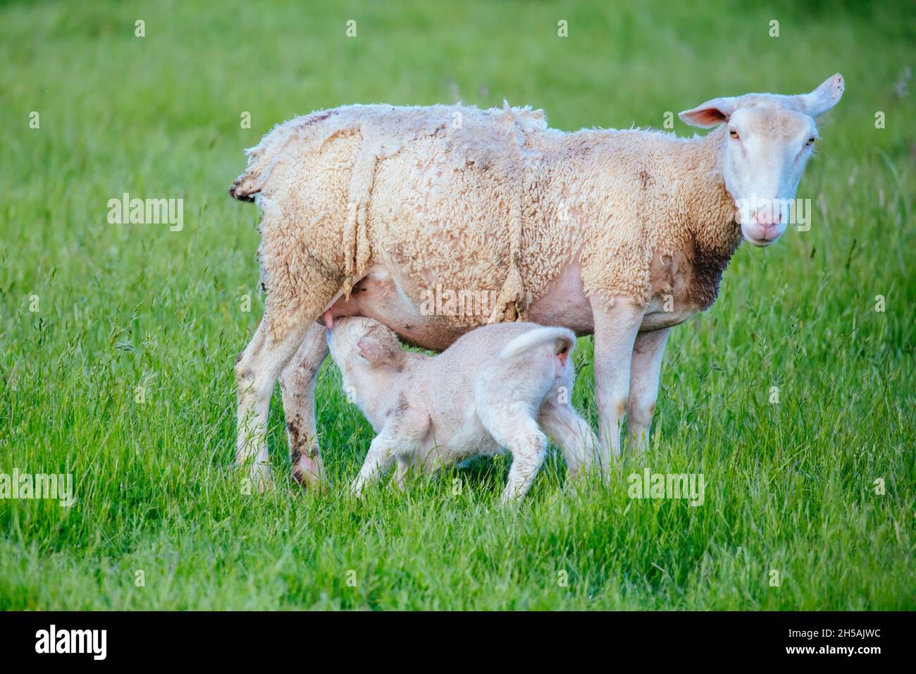 Family of Sheep in Australia Stock Photo - Alamy