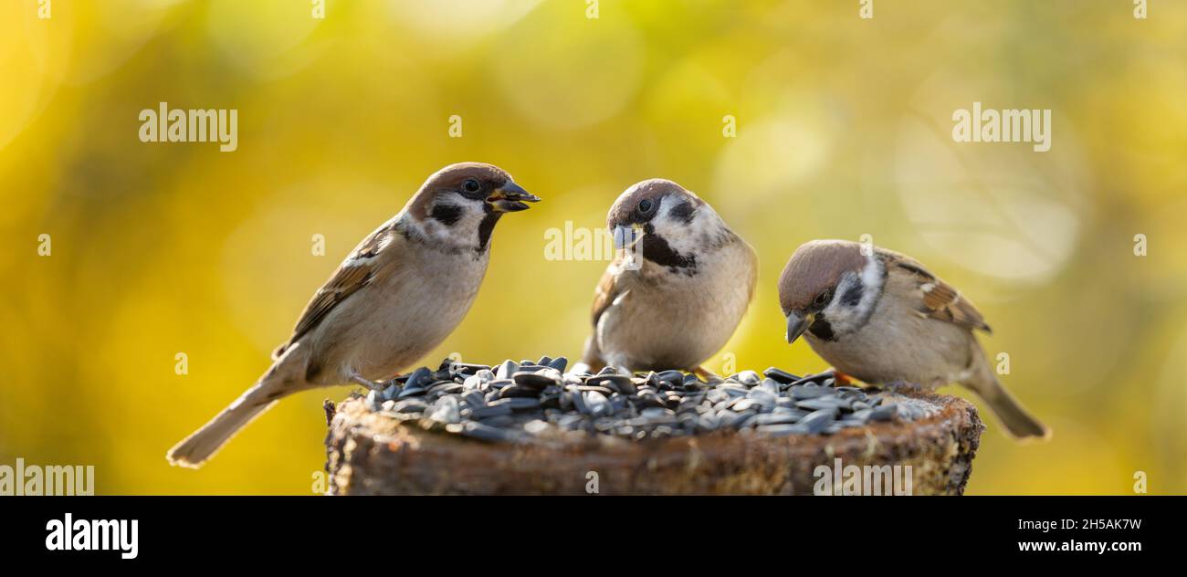 Group of sparrows hi-res stock photography and images - Alamy
