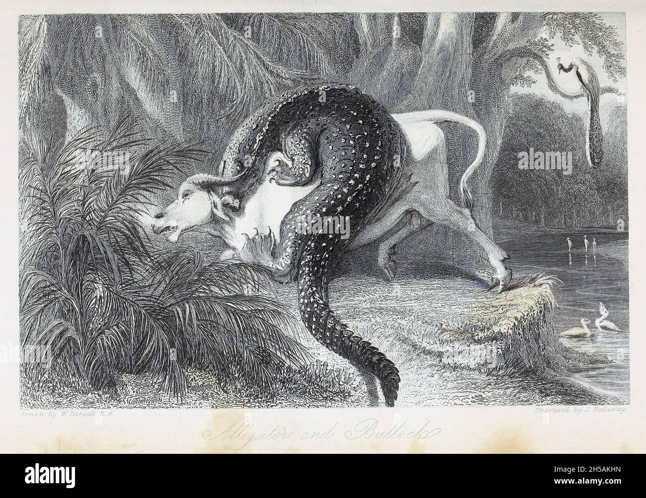 THE ALLIGATOR AND OX From the book ' The Oriental annual, or, Lives of ...