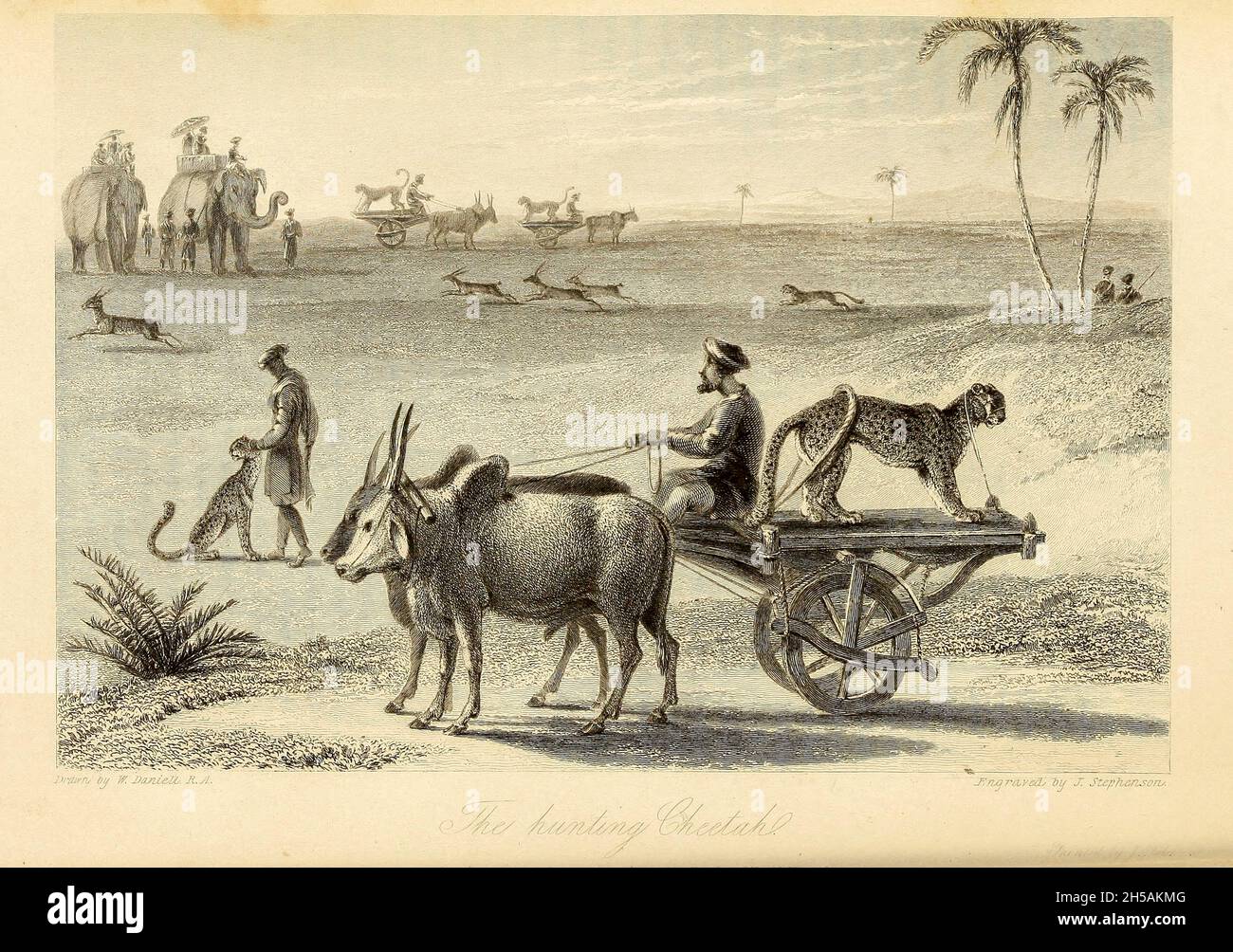 THE HUNTING CHEETAH From the book ' The Oriental annual, or, Lives of ...