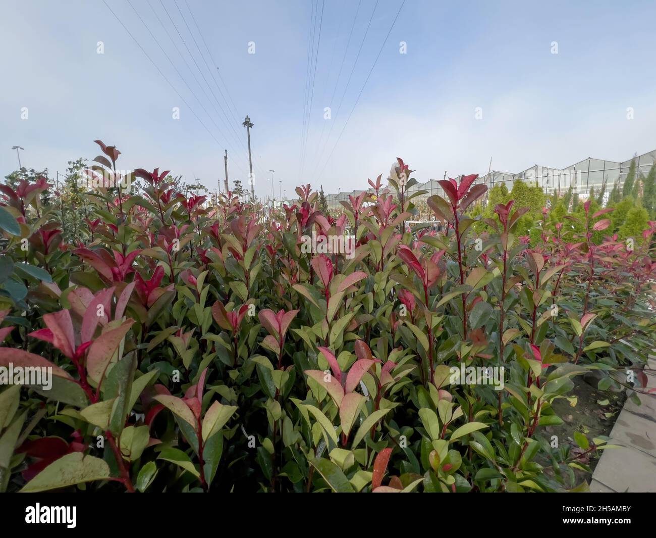 Large fields of the Photinia Serrulata also known as Taiwanese Photinia ...