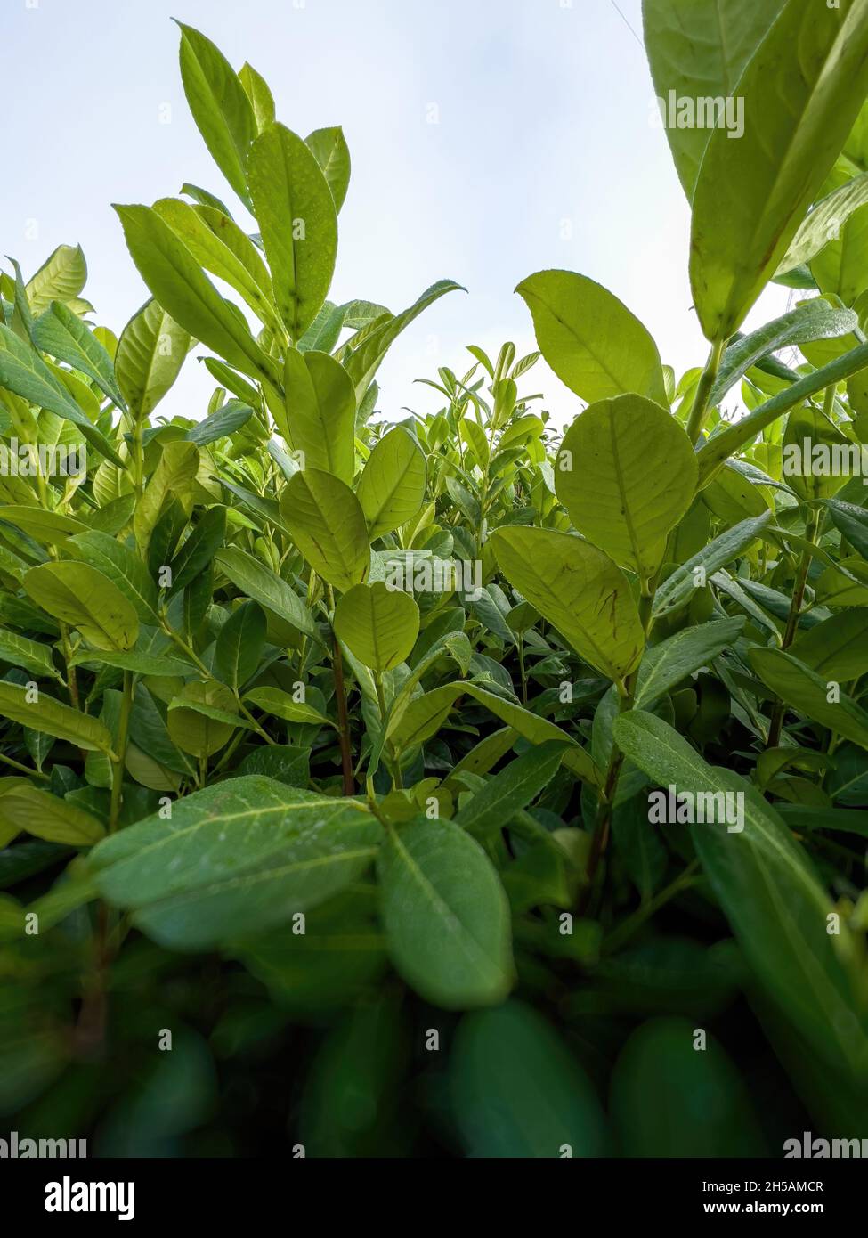 Prunus Laurocerasus Plantation _ Laurier Du Caucase – KYDS
