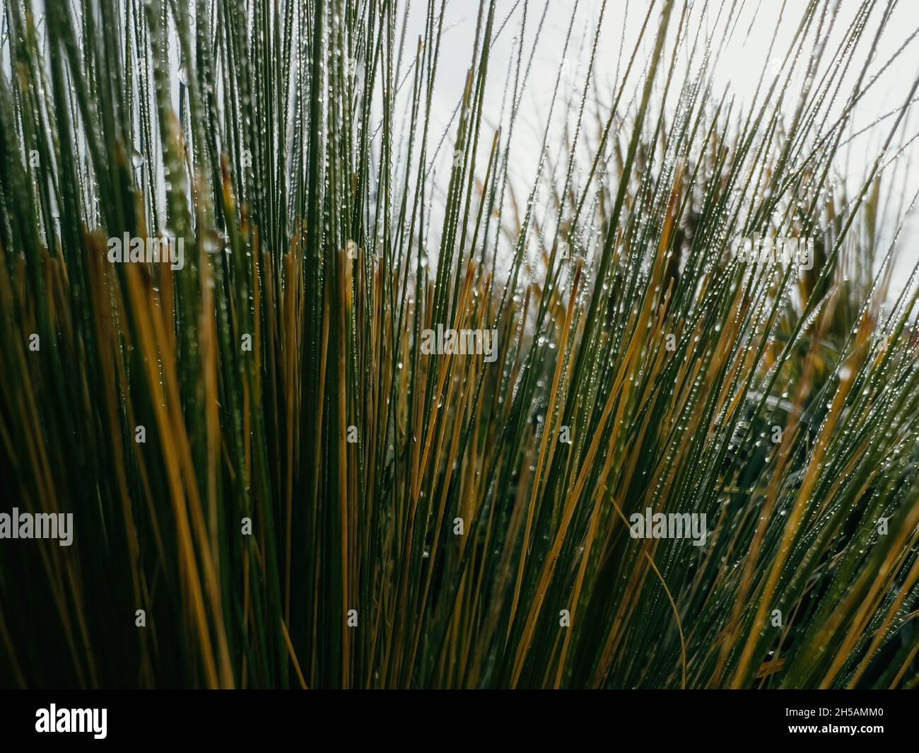 grass deep green and yellow with multiple dew morning drops Stock Photo ...