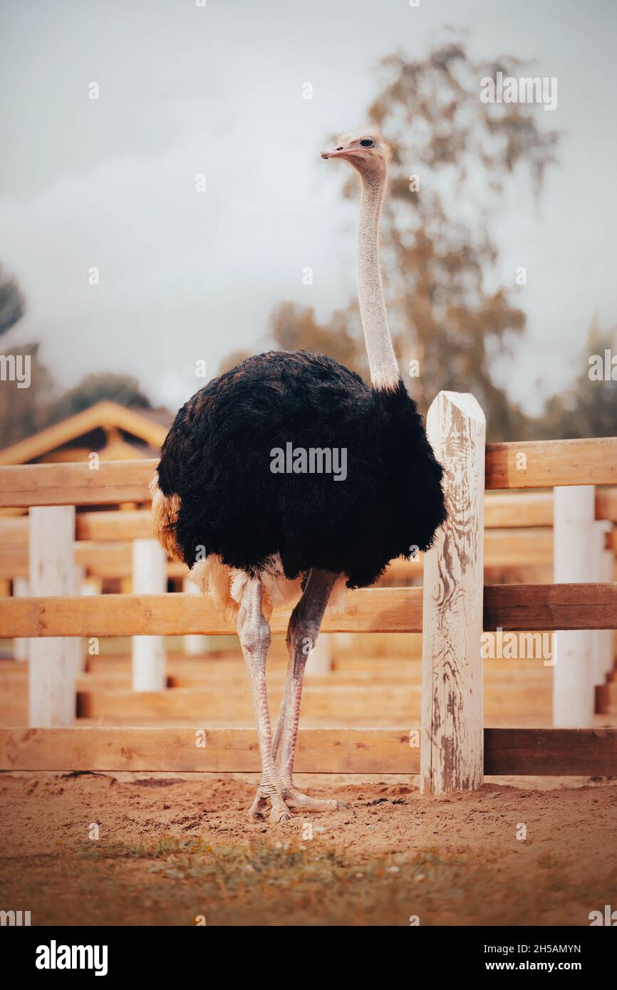 A tall, proud, beautiful ostrich with a long neck stands in a paddock ...