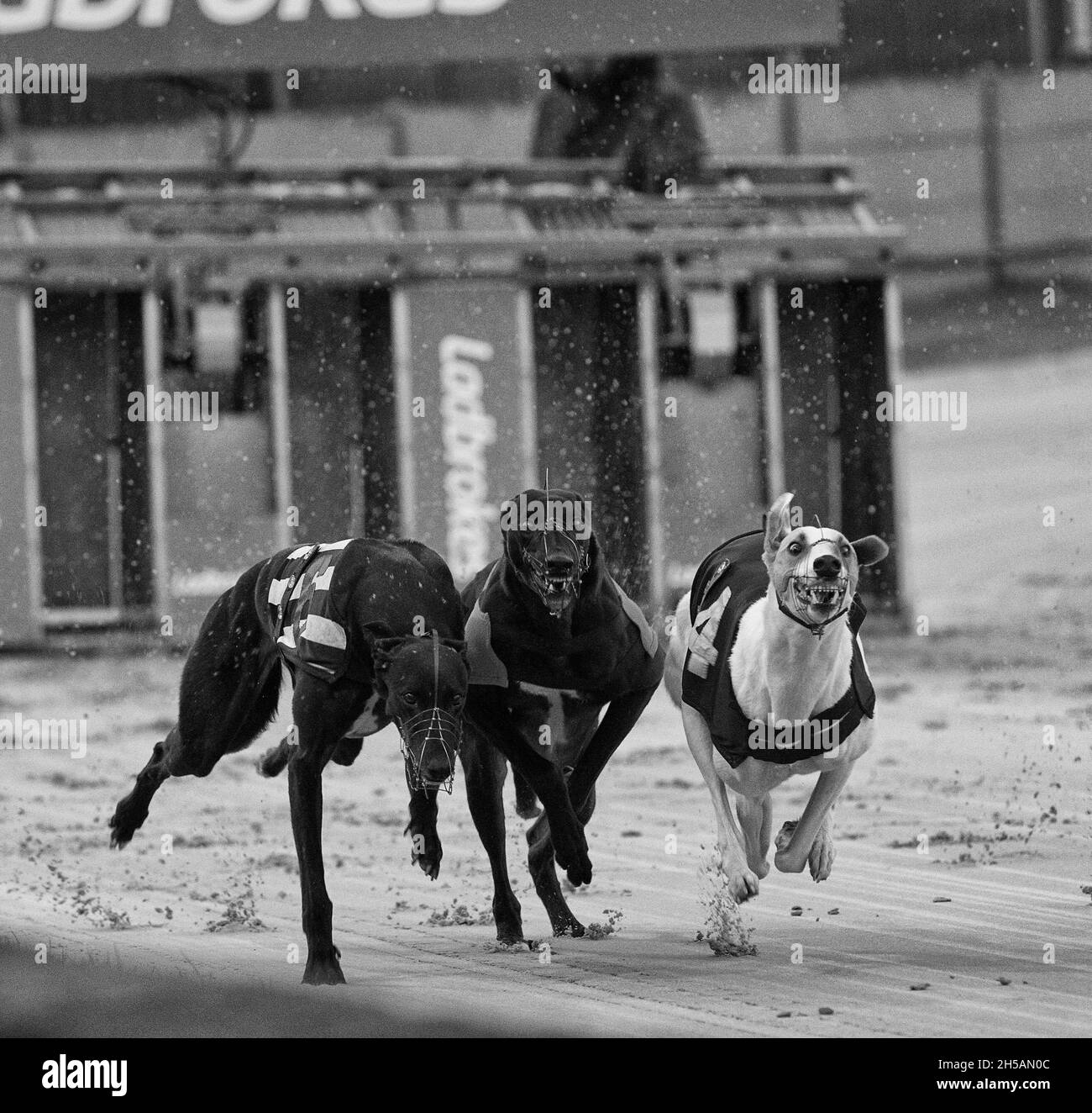 Grayhounds at Wolverhampton Races Stock Photo - Alamy