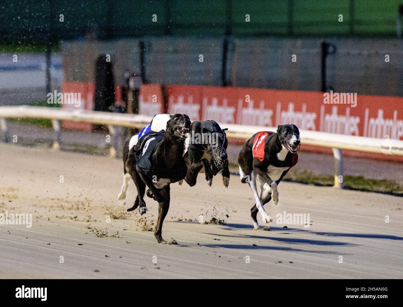 Grayhounds at Wolverhampton Races Stock Photo - Alamy