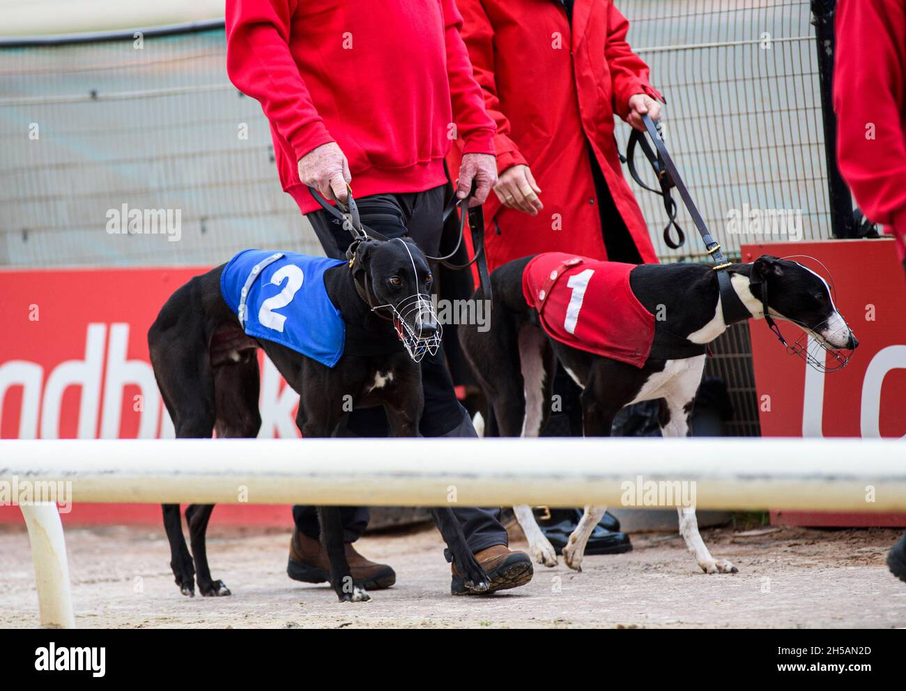 Grayhound racing hi-res stock photography and images - Alamy