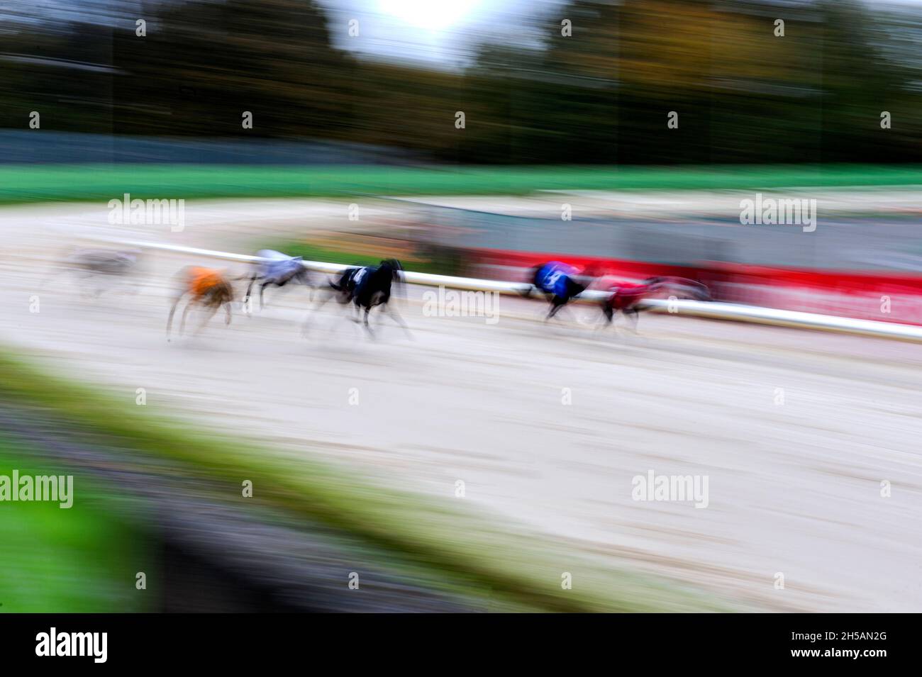 Grayhounds at Wolverhampton Races Stock Photo - Alamy