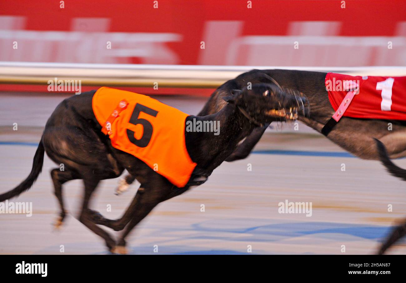 Grayhounds at Wolverhampton Races Stock Photo - Alamy