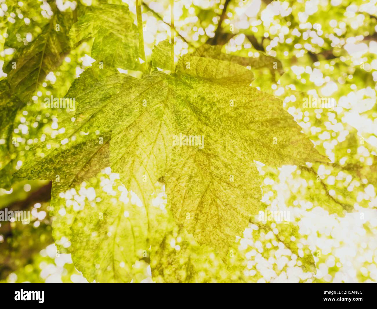 Overlapping patterns of leaves hi-res stock photography and images - Alamy