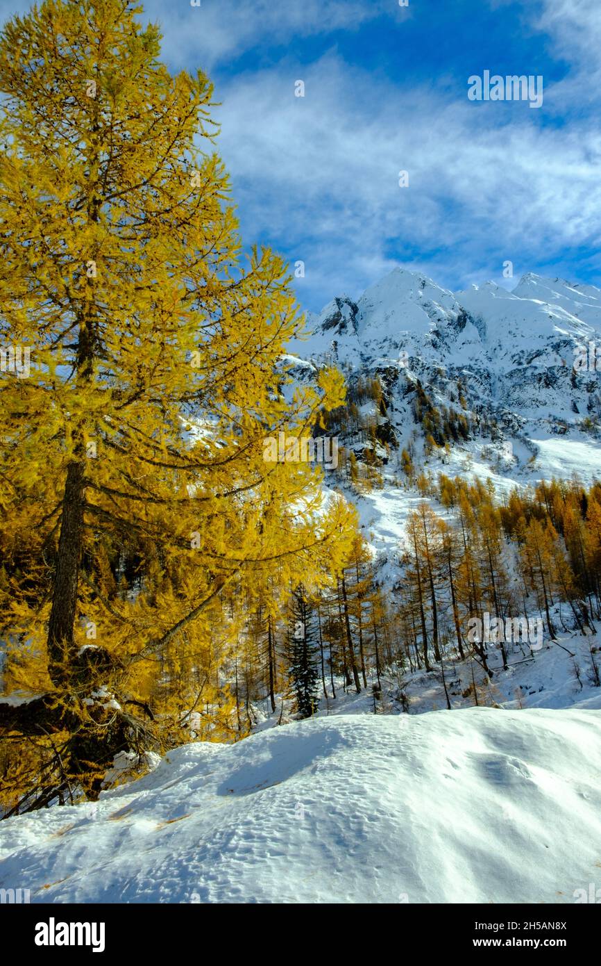 Maple tree in the snow Stock Photo - Alamy