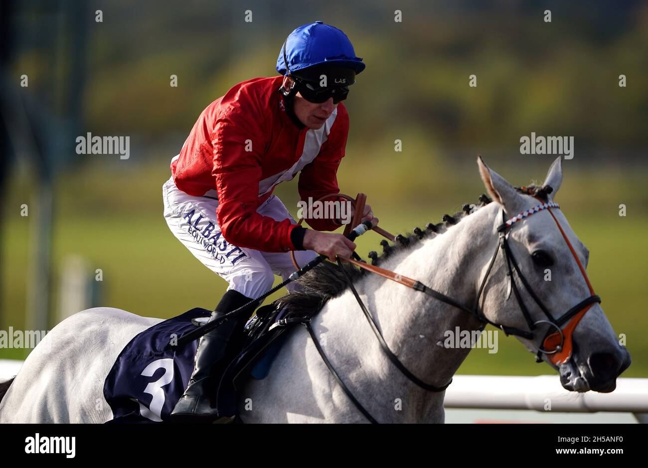 Anatomic horse hi-res stock photography and images - Alamy