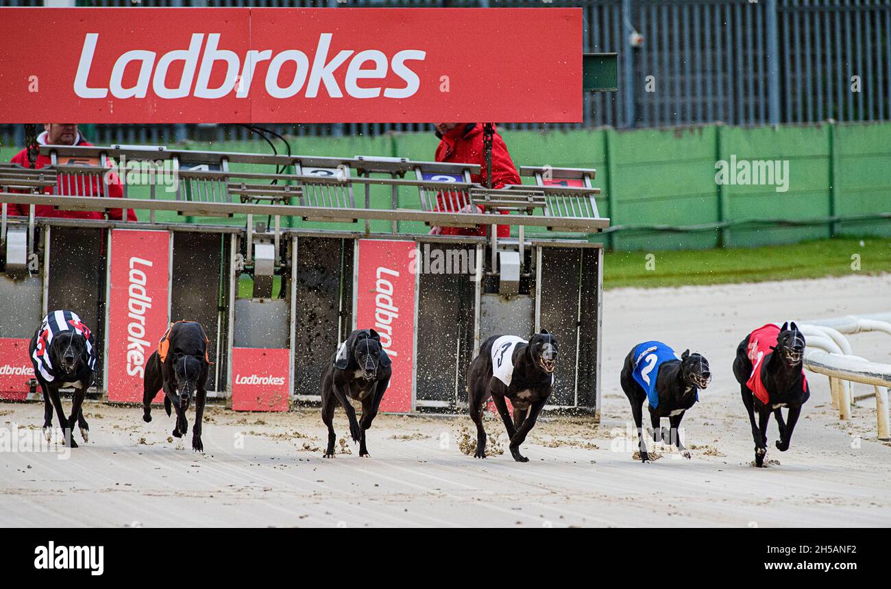 Grayhound racing hi-res stock photography and images - Alamy