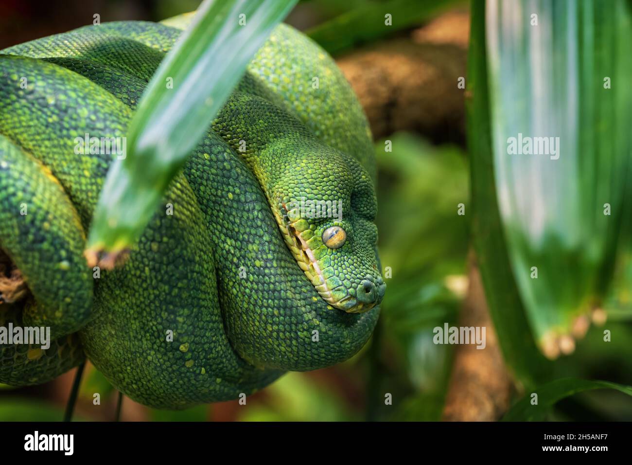 Green tree python (morelia viridis) coiled on tree branch, family ...