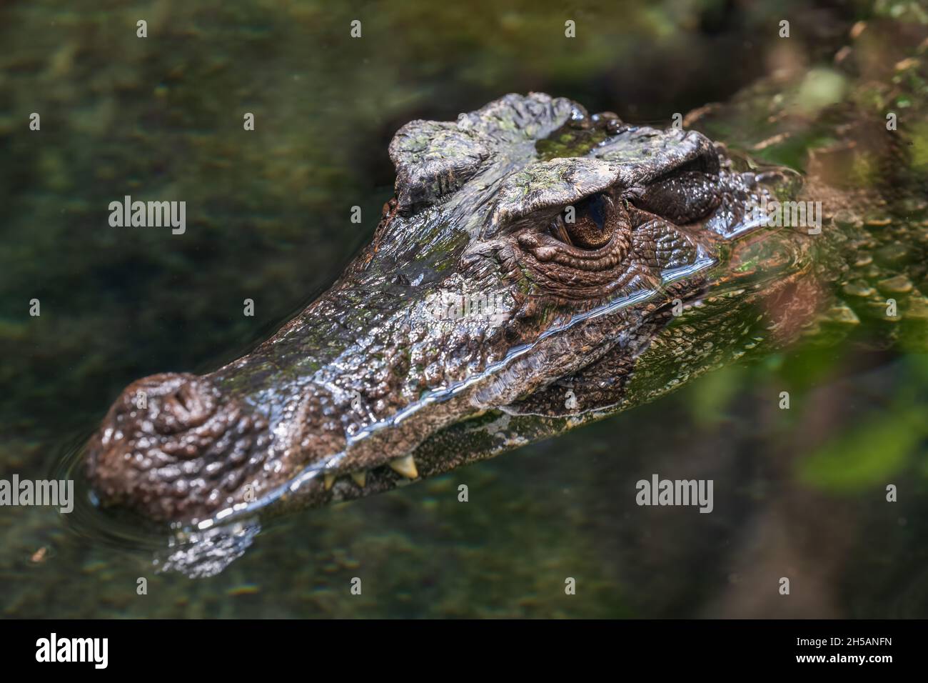 Smooth fronted dwarf caiman hi-res stock photography and images - Alamy