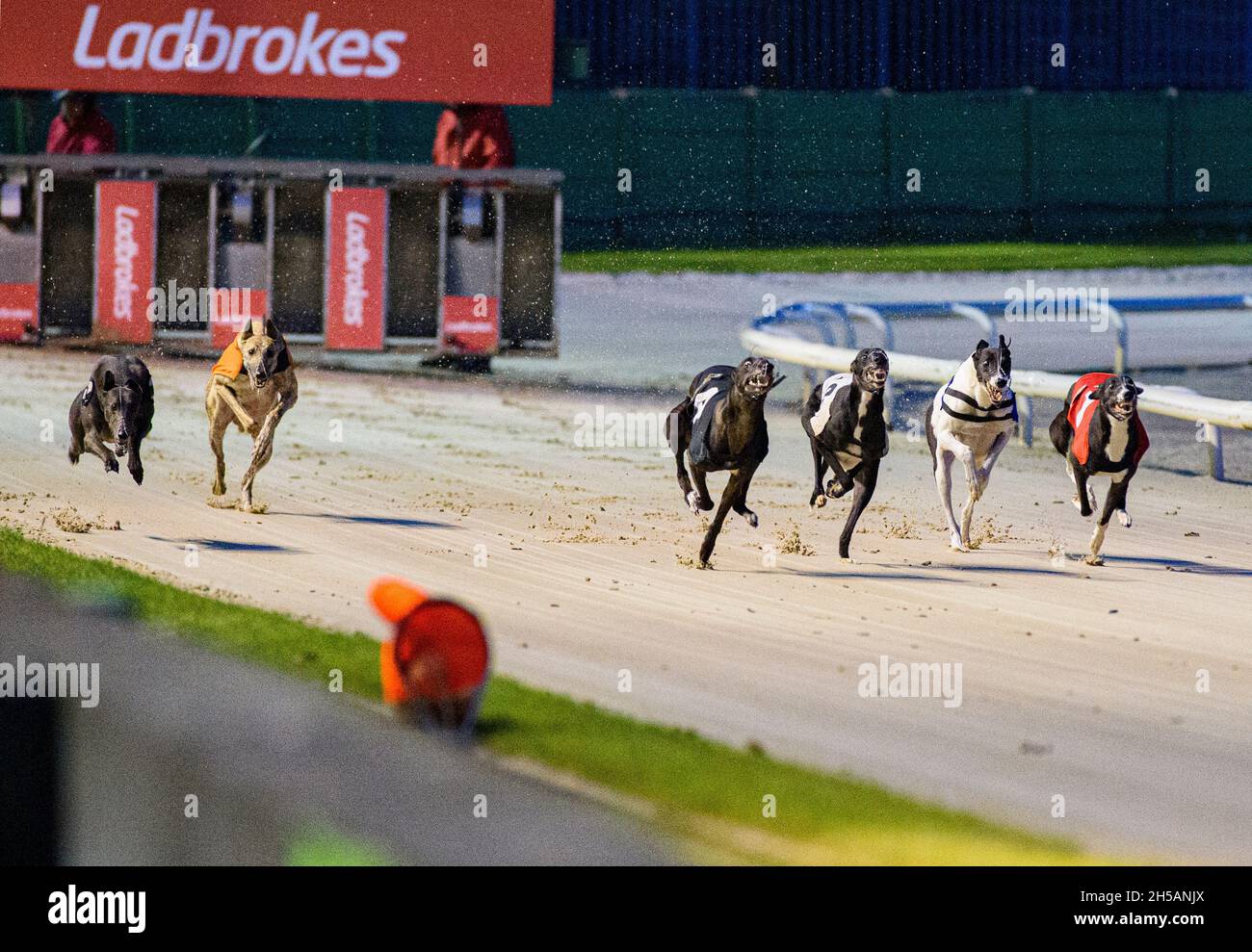 Grayhounds at Wolverhampton Races Stock Photo - Alamy