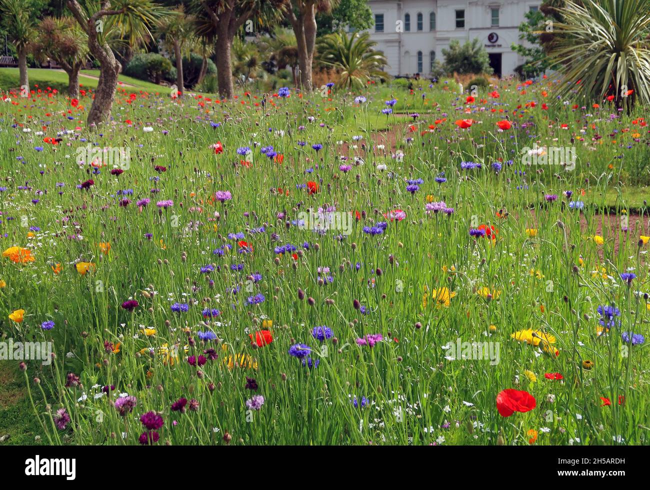 Wildflower display in Abbey Park Gardens, Torquay, South Devon Stock ...