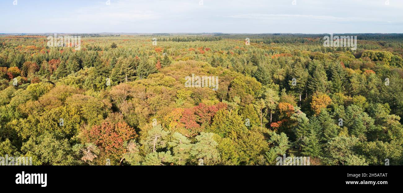 Aerial panorama of the forestry of Austerlitz during the fall ...