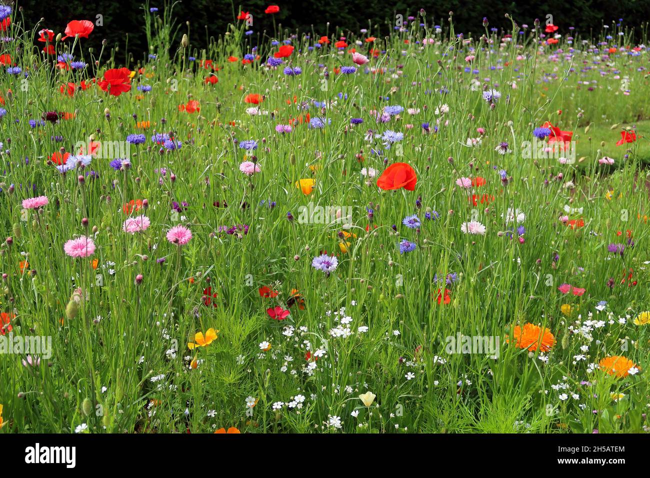 Wildflower display in Abbey Park Gardens, Torquay, South Devon Stock ...